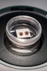 Year-round threat: 2026 Pet Parasite Forecast shows rising tick risk ...